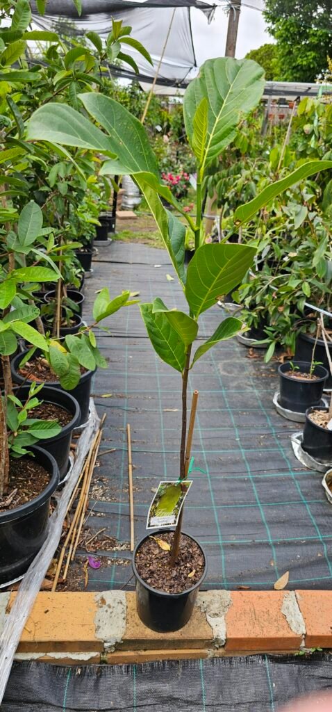 Jackfruit plant galaxy - dreamplantsnursery.com.au